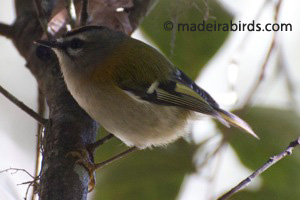 Madeira Firecrest (Regulus madeirensis) in Madeira, Portugal